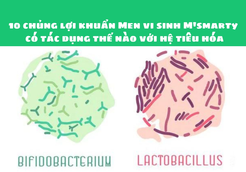 10 chủng lợi khuẩn trong Men vi sinh M'smarty có tác dụng thế nào với ...